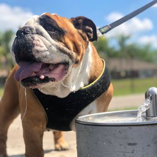 How to cope with losing a pet – Bullyfambam Blog