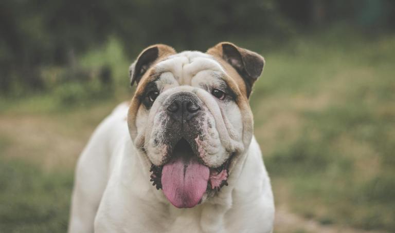 Bullyfambam Blog – The #1 Dog Blog with tail-wagging articles and tales